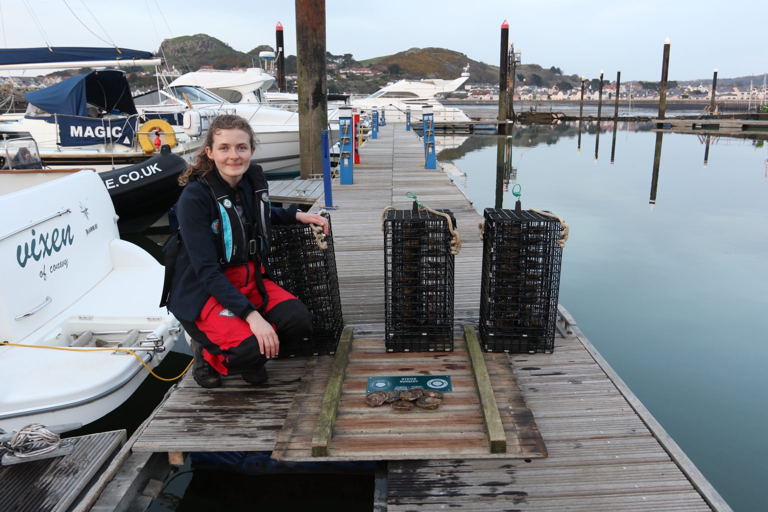 UK restoration: Wild Oysters Project