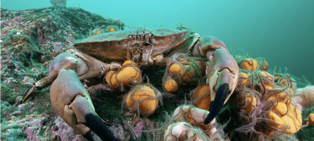 Cromer crabbers looking for answers | Blue Marine Foundation