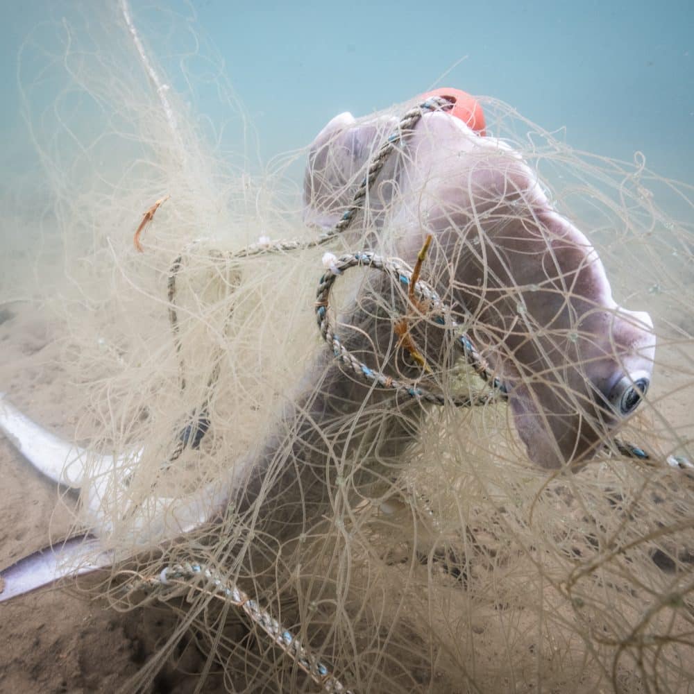 Overfishing | Blue Marine Foundation