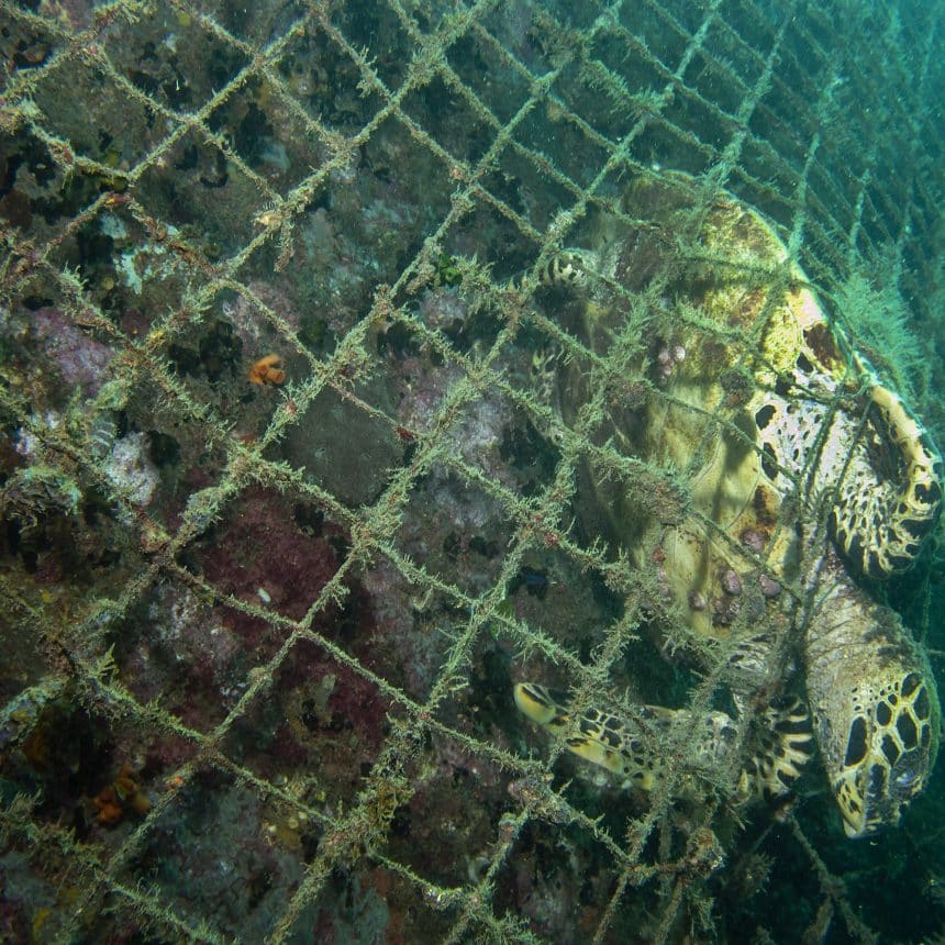 Overfishing | Blue Marine Foundation