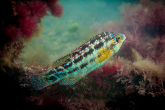 Solent Seascape Project: Sea, coast & land restoration