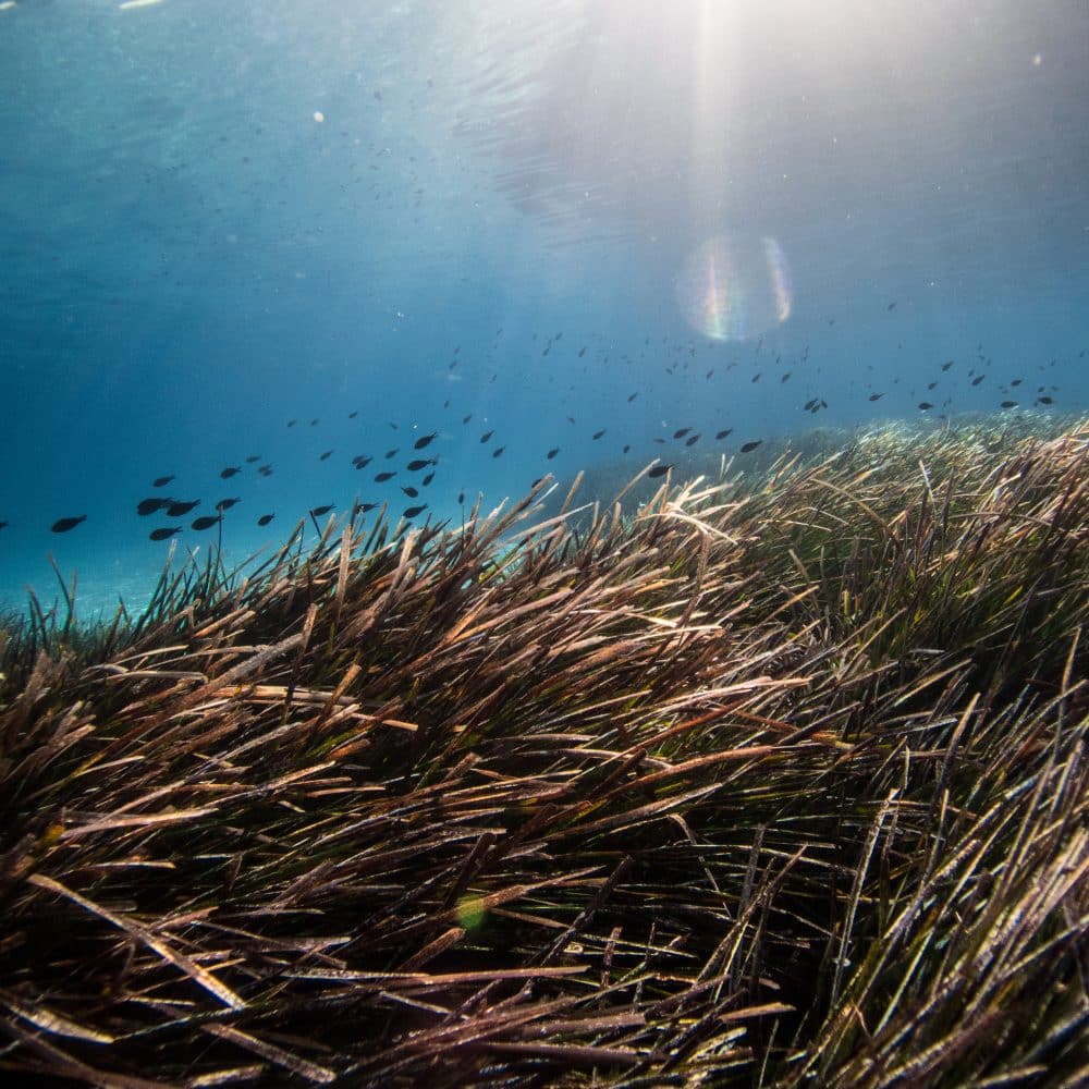 Blue Education | Blue Marine Foundation