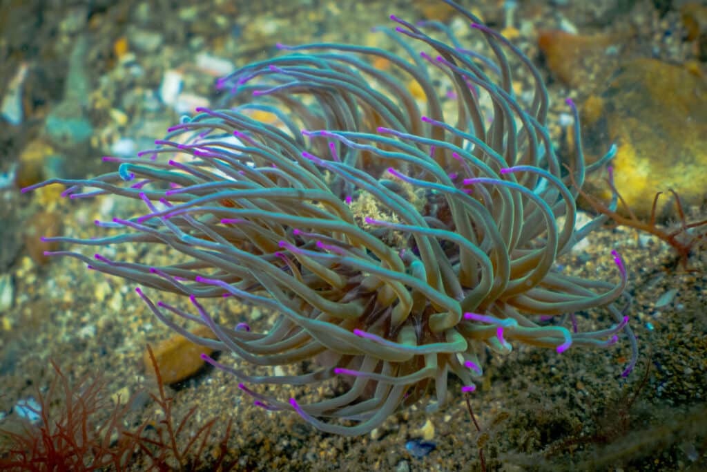 Solent Seascape Project: Sea, coast & land restoration