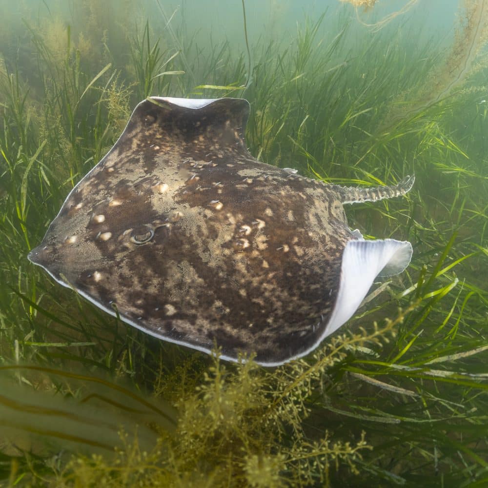 Solent Seascape Project: Sea, coast & land restoration