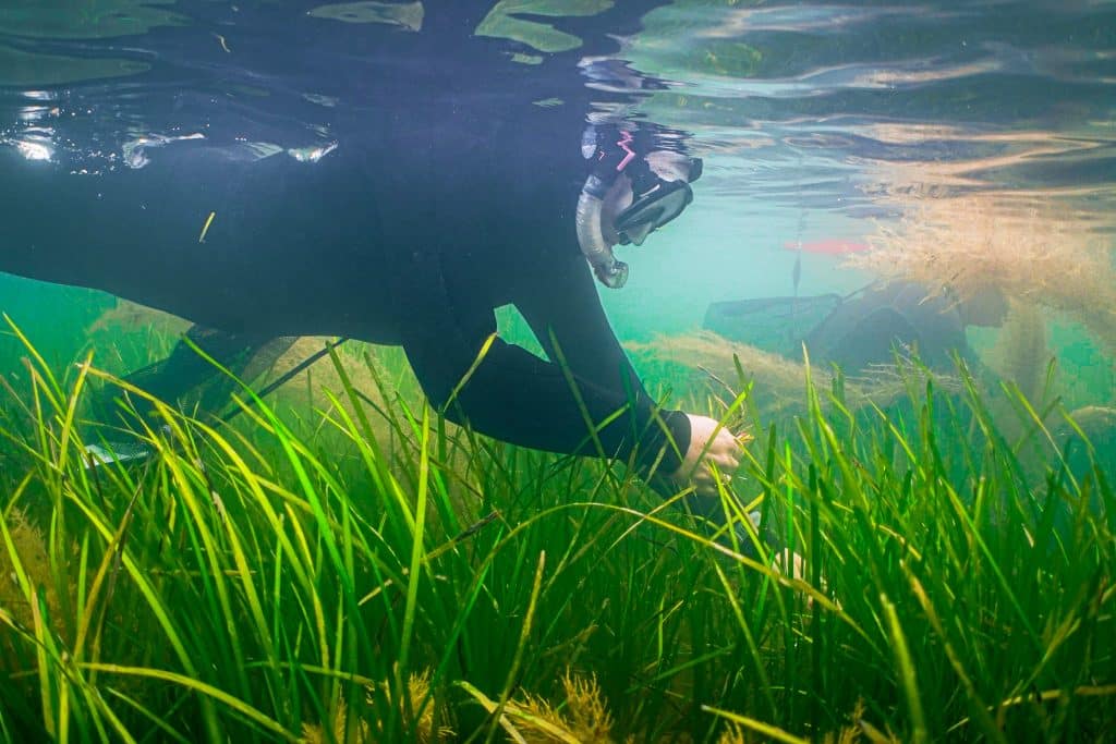 Solent Seascape Project: Sea, coast & land restoration