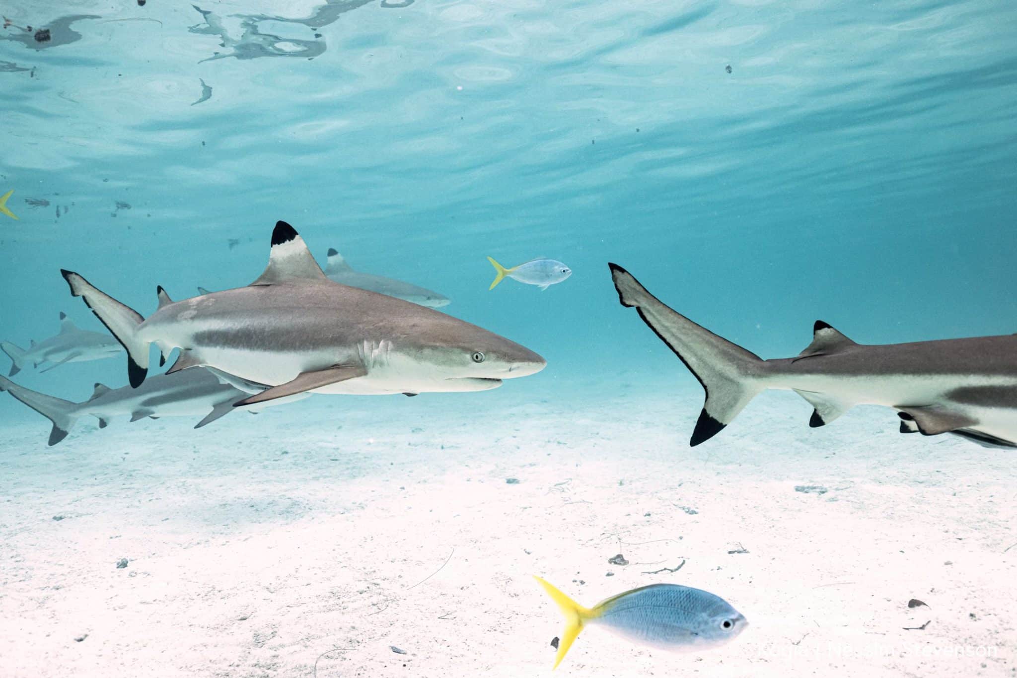 Back the Blue Belt | Blue Marine Foundation