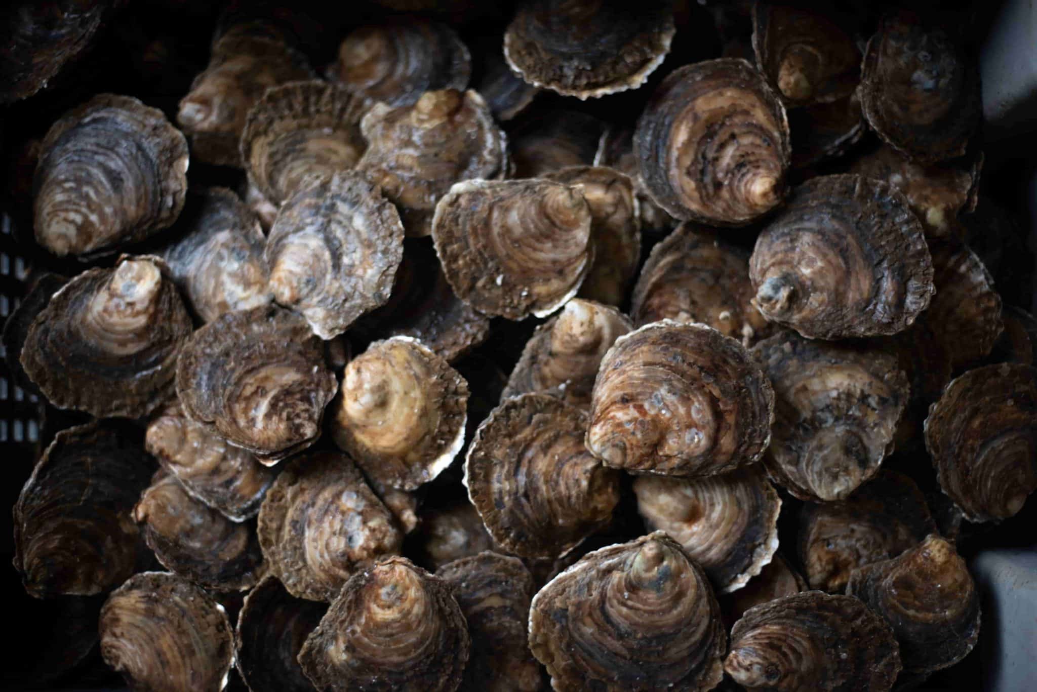 UK restoration: Wild Oysters Project