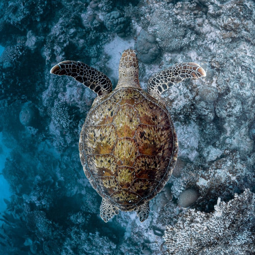 Marine Life | Blue Marine Foundation