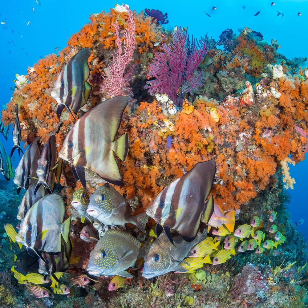 Marine Life | Blue Marine Foundation