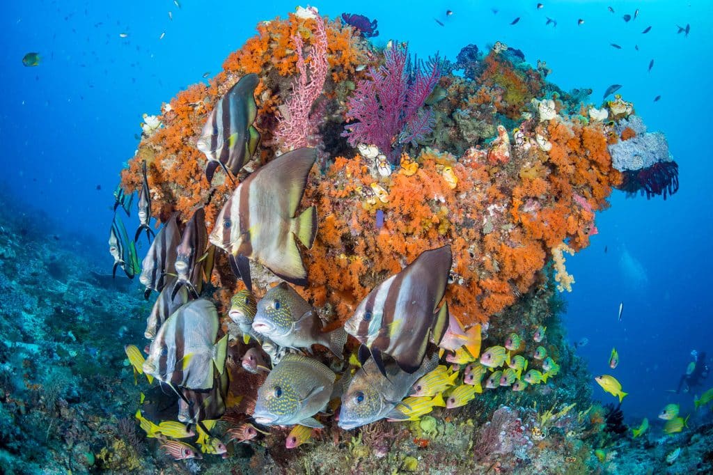 Marine Life | Blue Marine Foundation