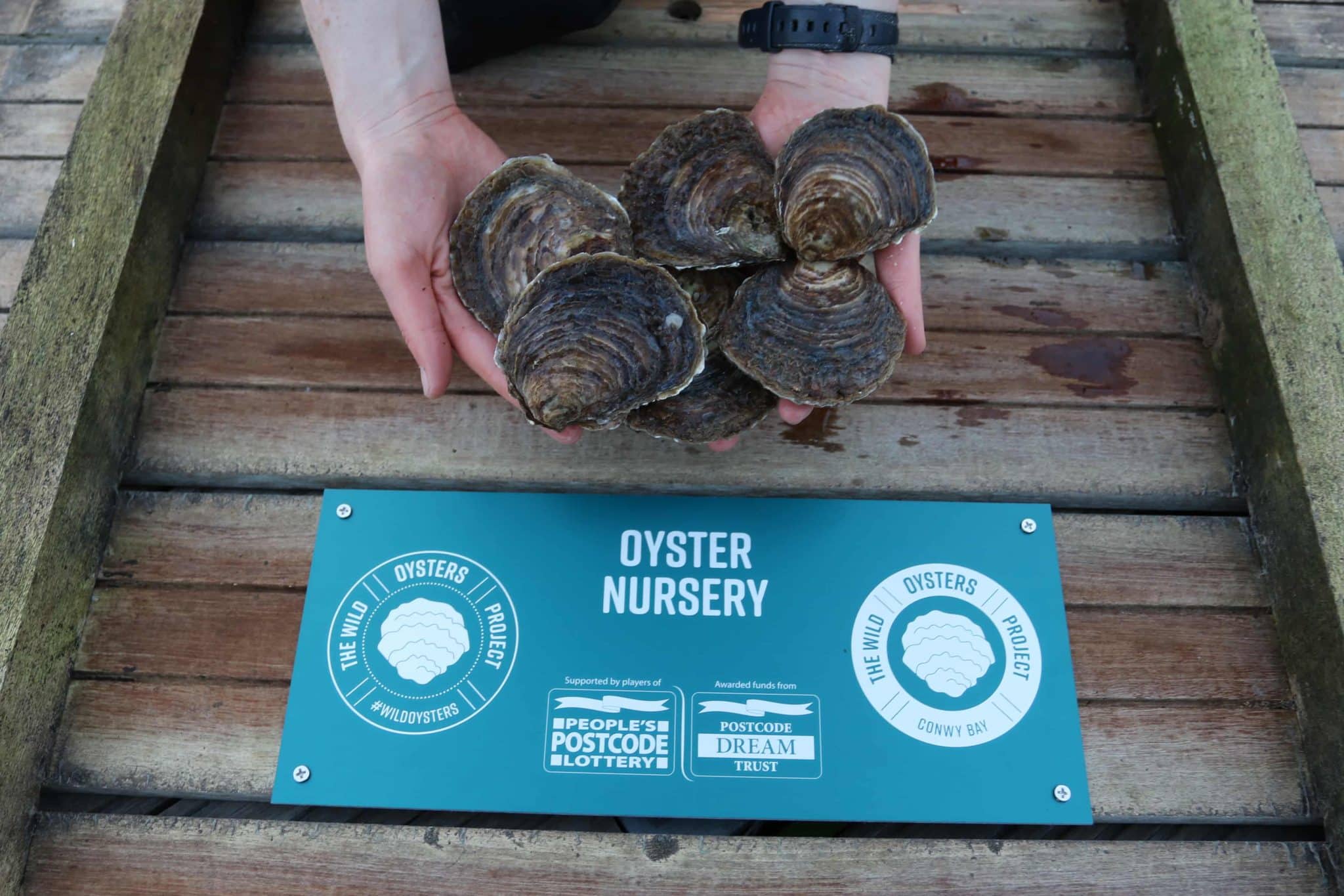 UK restoration: Wild Oysters Project