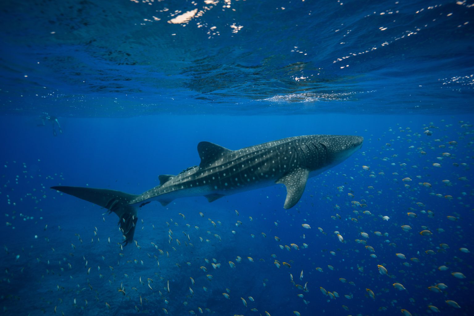 ‘The elimination of most living organisms’ – sign the petition calling ...