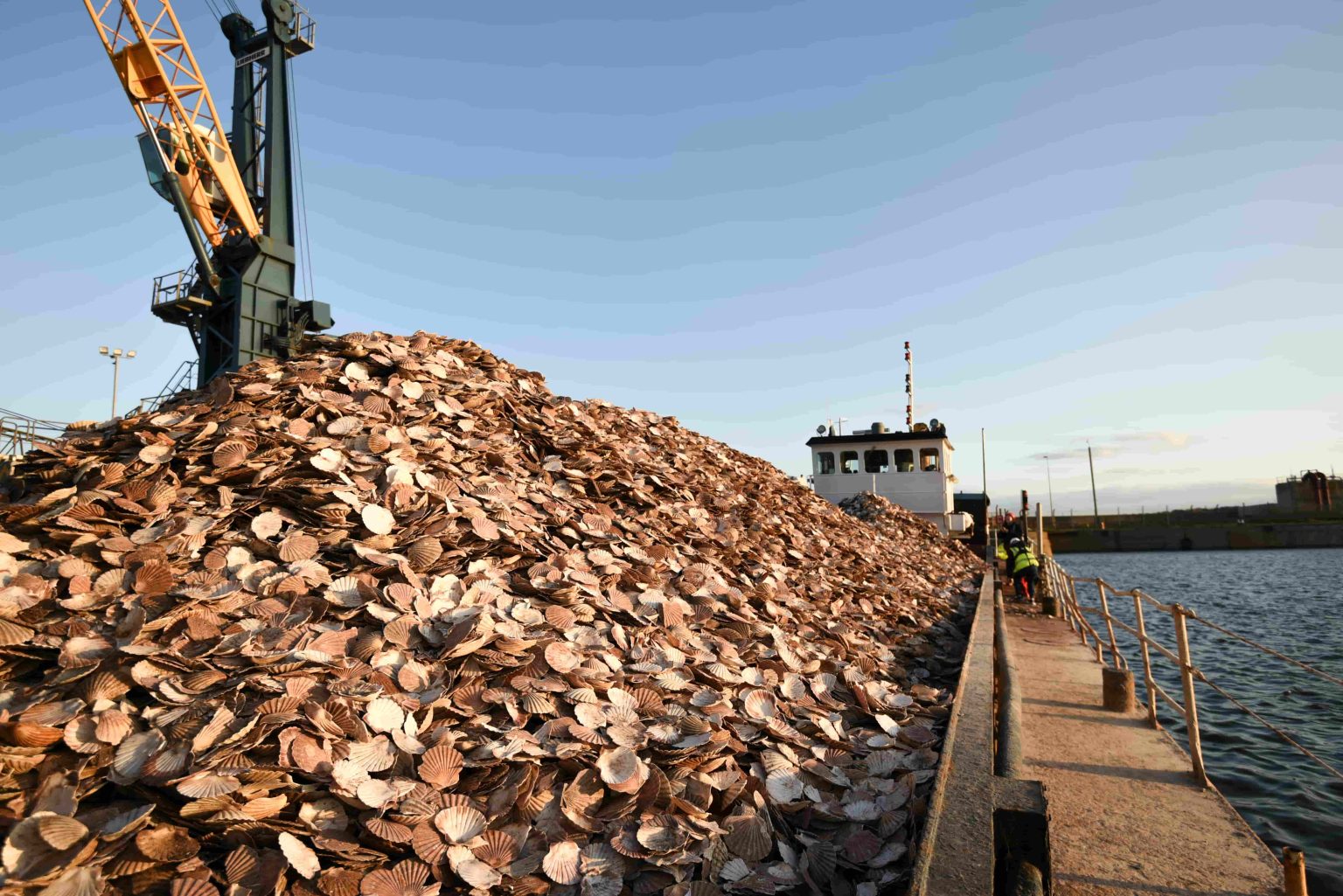 UK restoration: Wild Oysters Project