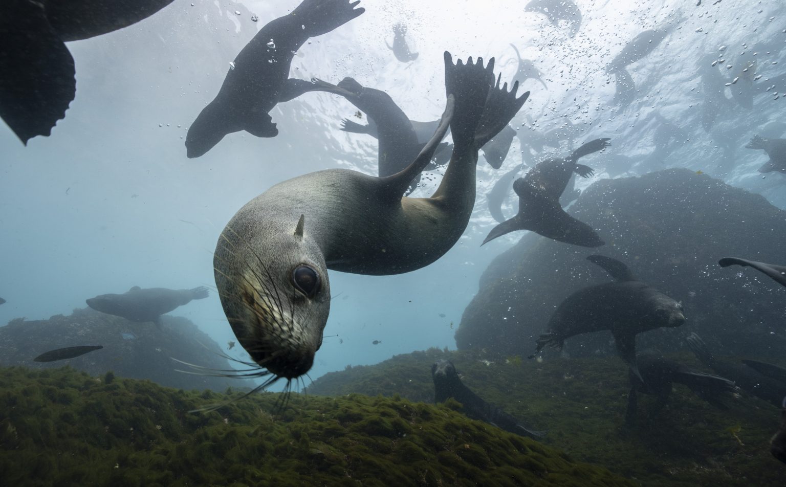 Pacific Ocean | Blue Marine Foundation