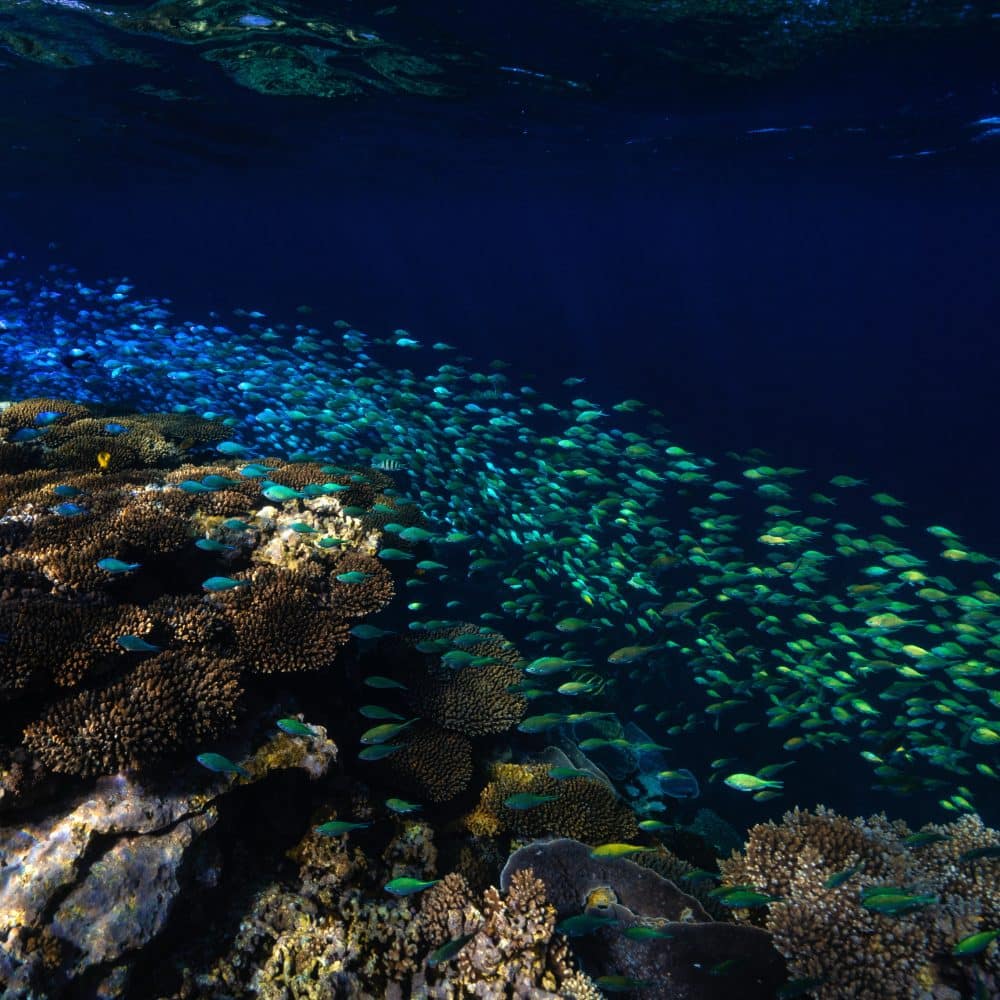 Out of the Blue 2025 | Blue Marine Foundation
