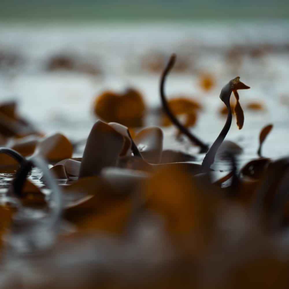 Unlocking the carbon storing secrets of Orkney kelp forests