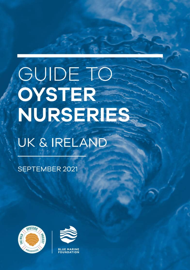 UK restoration: Wild Oysters Project