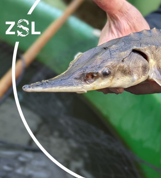 Sturgeon, UK’s Critically Endangered 'dinosaur fish'