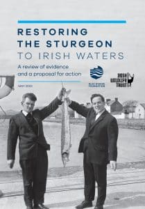 Sturgeon, UK’s Critically Endangered 'dinosaur fish'