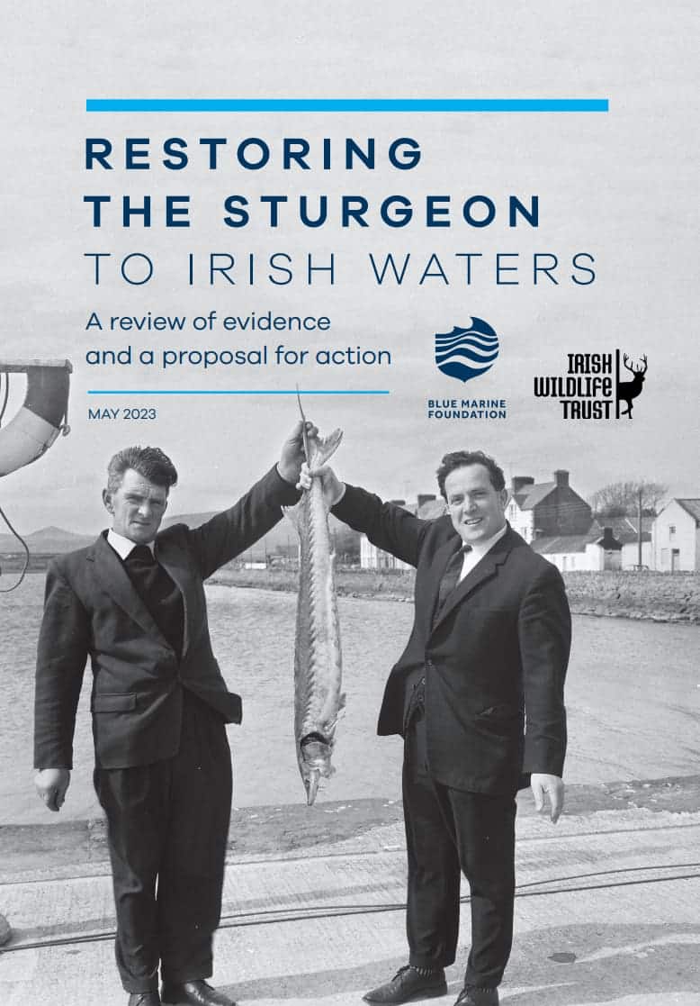 Sturgeon, UK’s Critically Endangered 'dinosaur fish'