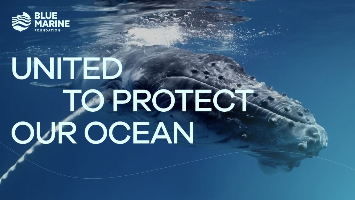 Marine Life | Blue Marine Foundation