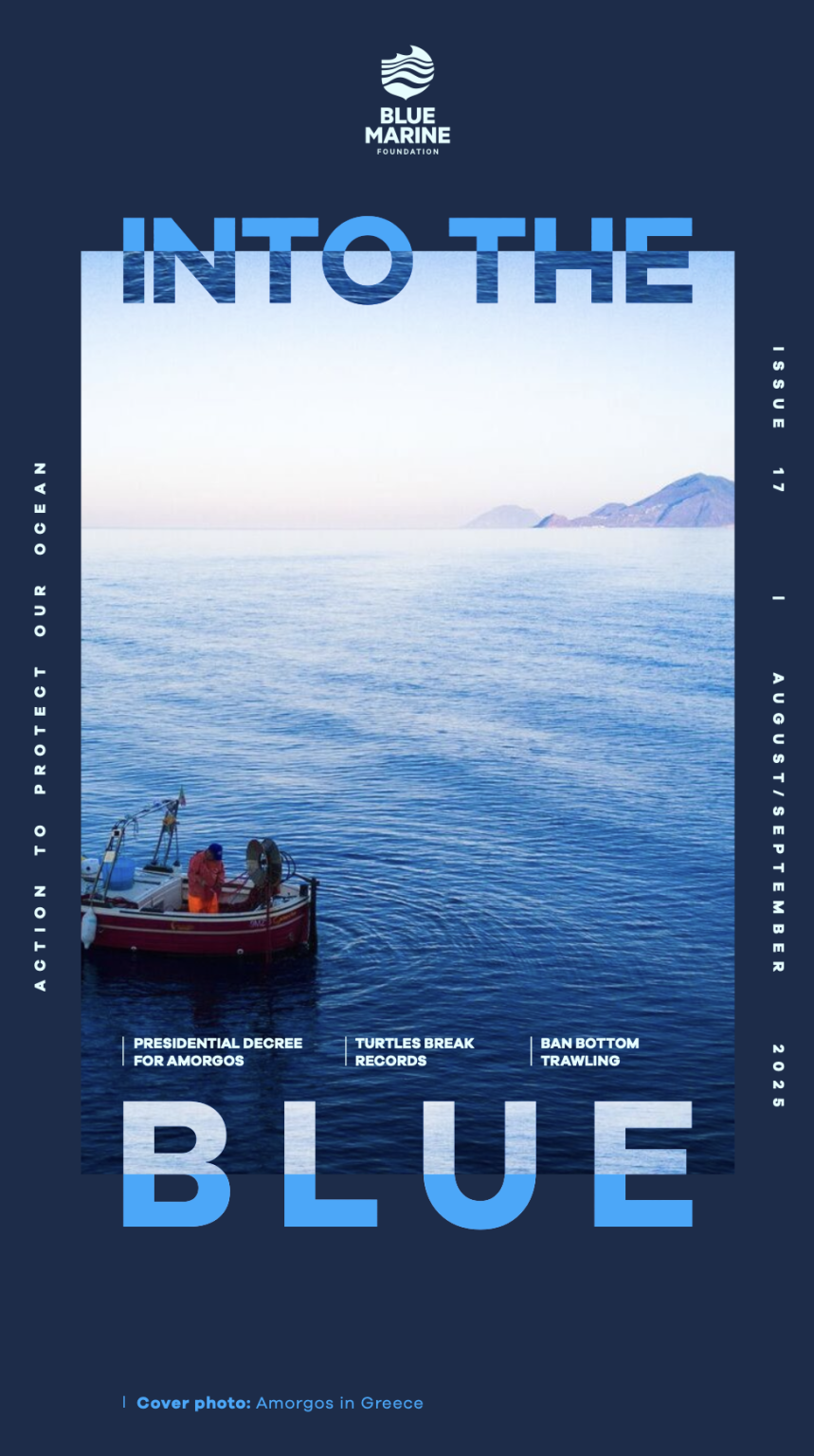 State of the World's Saltmarshes | Blue Marine Foundation