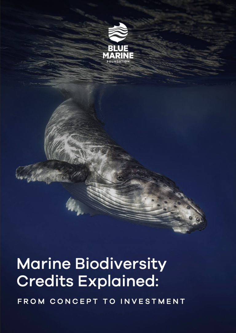Blue Marine Foundation | Marine conservation charity