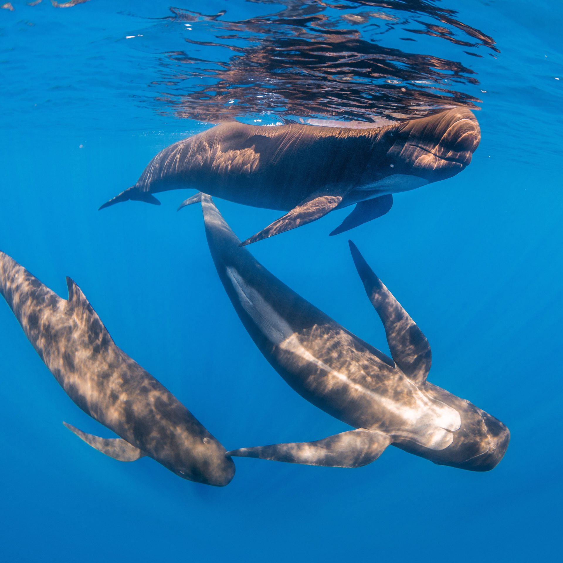 Our Ocean Conference 2026 | Blue Marine Foundation