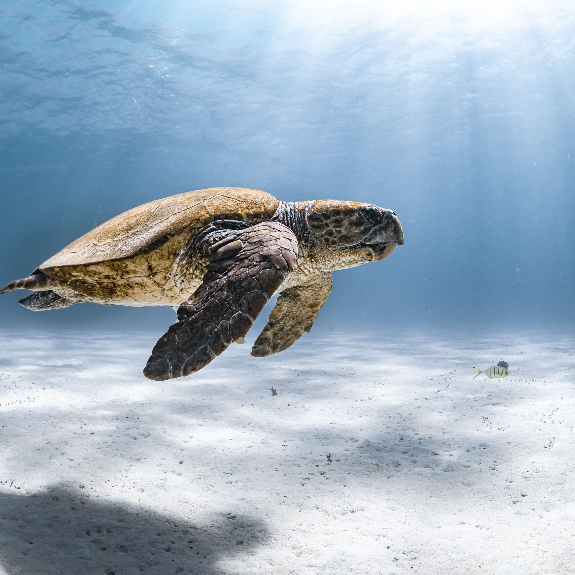 Weekly Ocean News 16 January