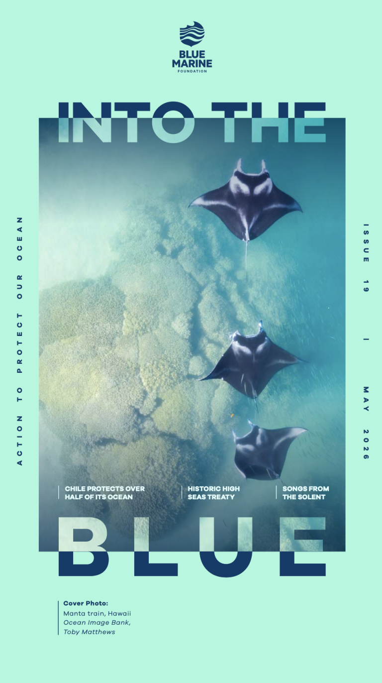 Blue Marine Foundation | Marine conservation charity